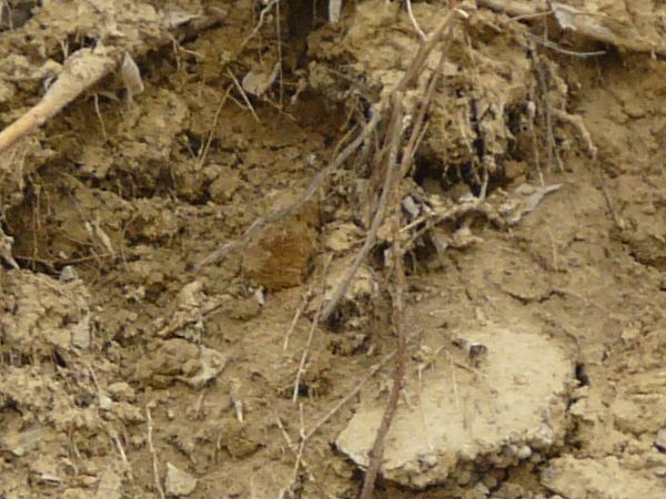 dirt with rocks texture 0025 - Texturelib